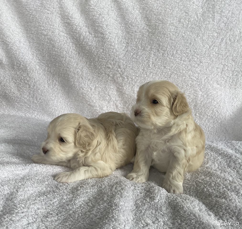 Продажа щенка Мальтипу