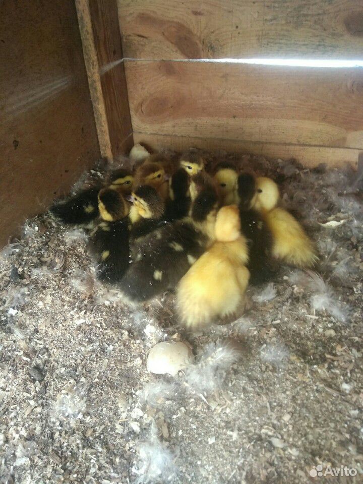 Индоутята. Утята мускусной утки