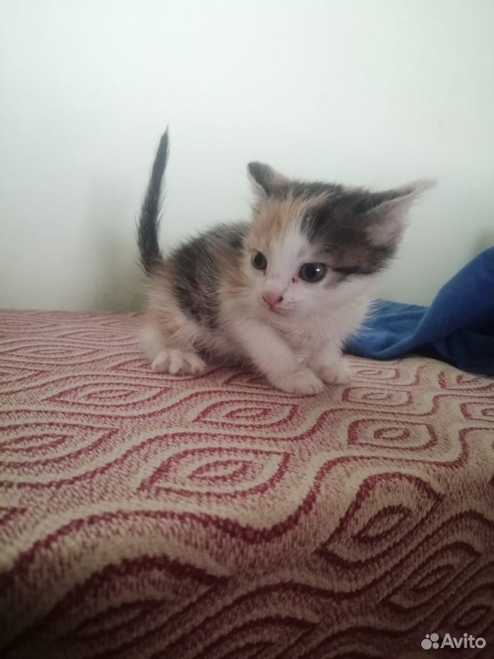 Отдам милых котяток в добрые руки