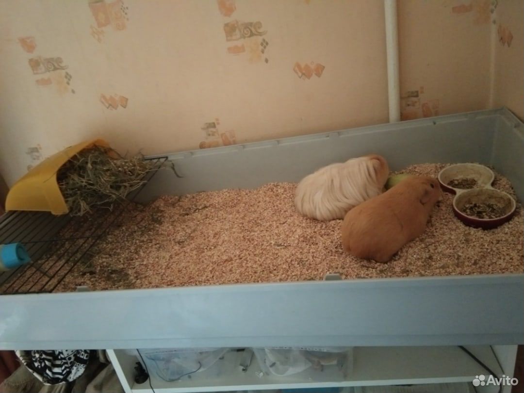 Морские свинки с клеткой