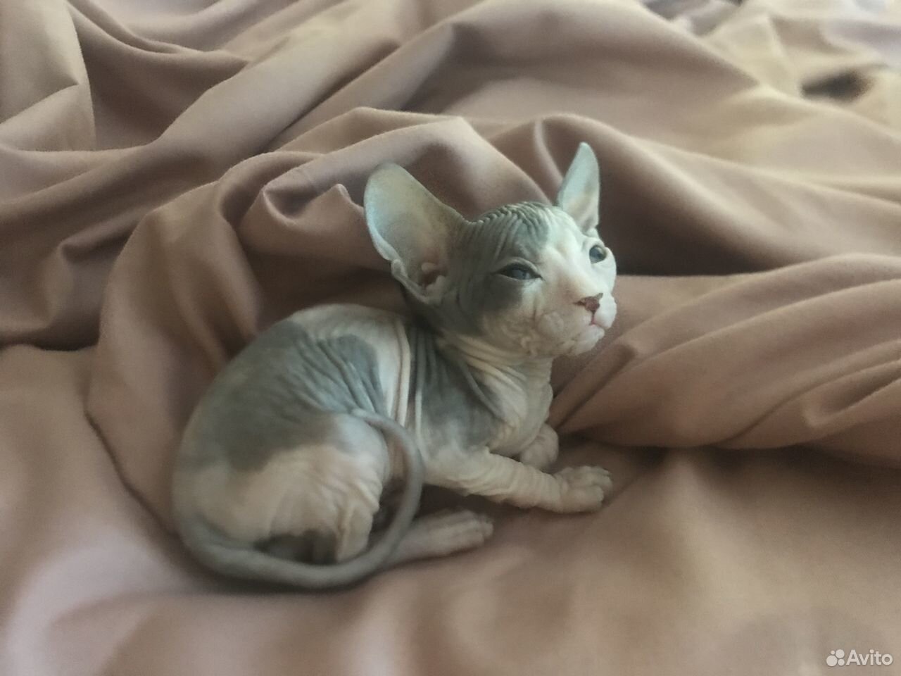 Сфинксы котята