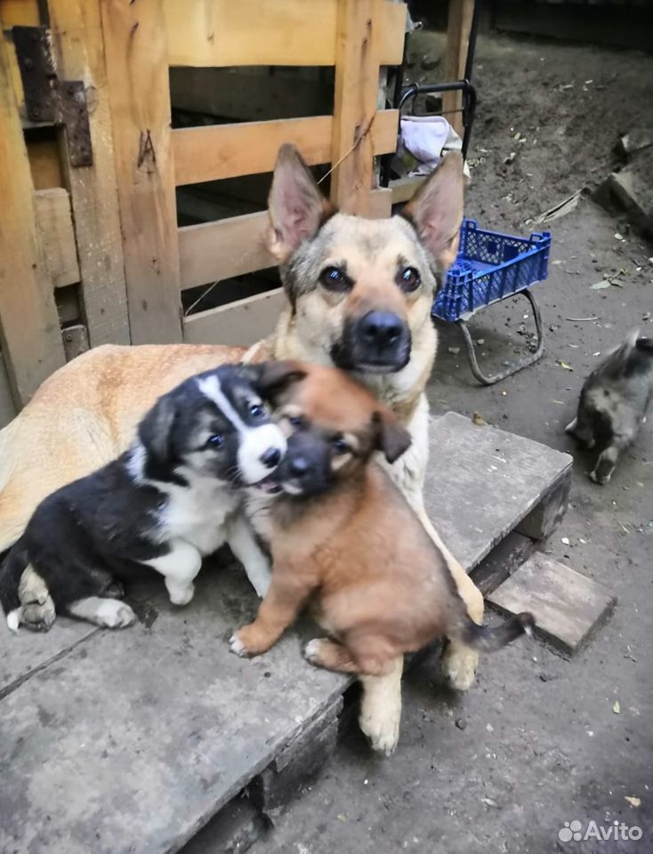 Шоколадные комочки счастья - щенки в добрые руки