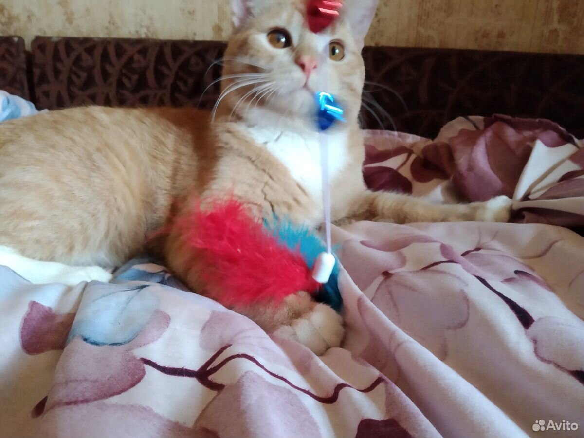 Котик дворовый