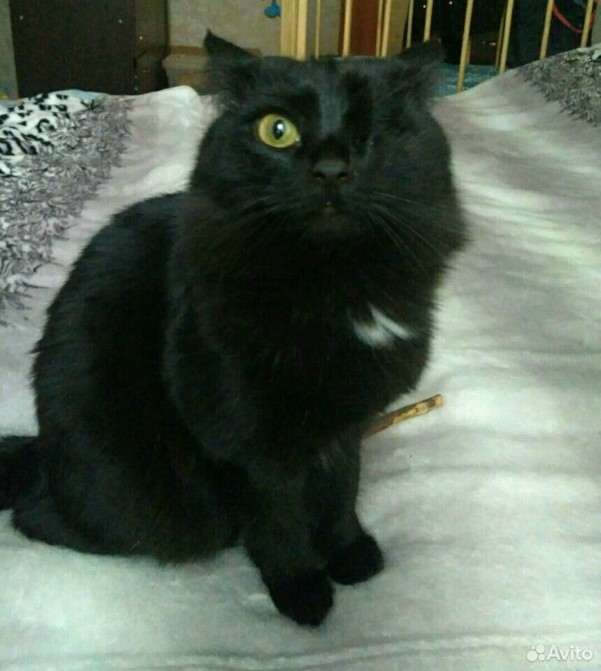 Кошка
