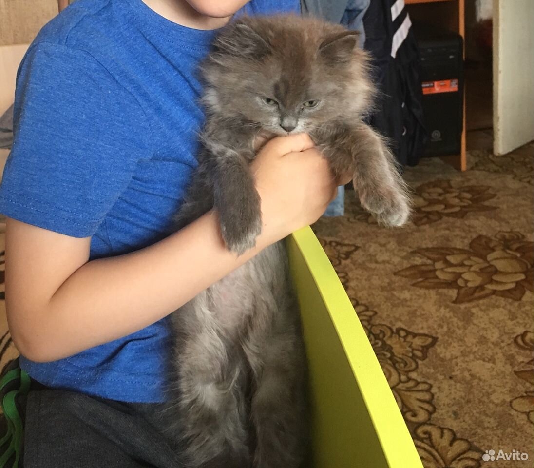 Персидская