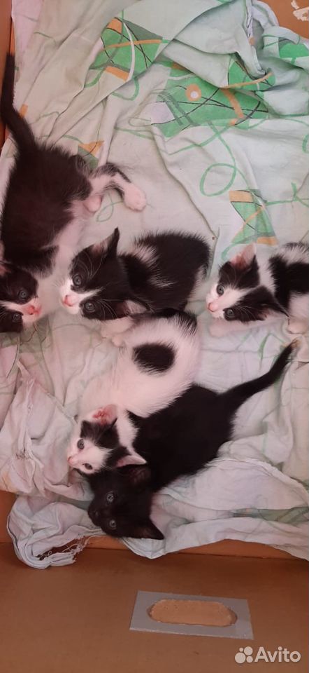 Котятки ищут добрых хозяев,мальчики и одна девочка
