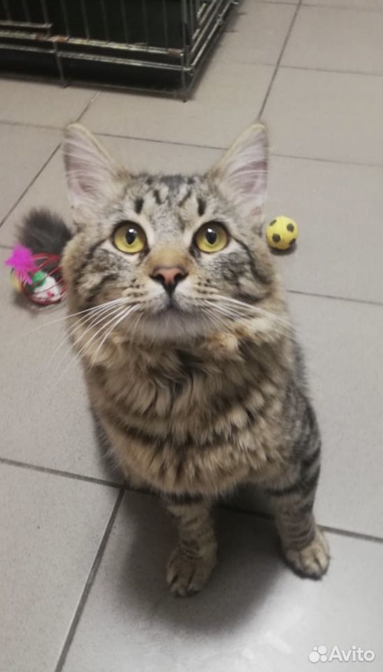 SOS Подкидыш котик подросток 6 месяцев в добрые ру