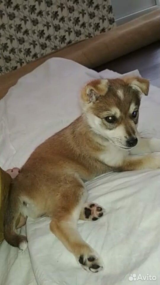 Щенок