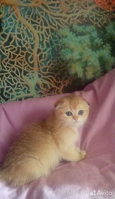 Вислоухая золотая шиншилла Джейсон