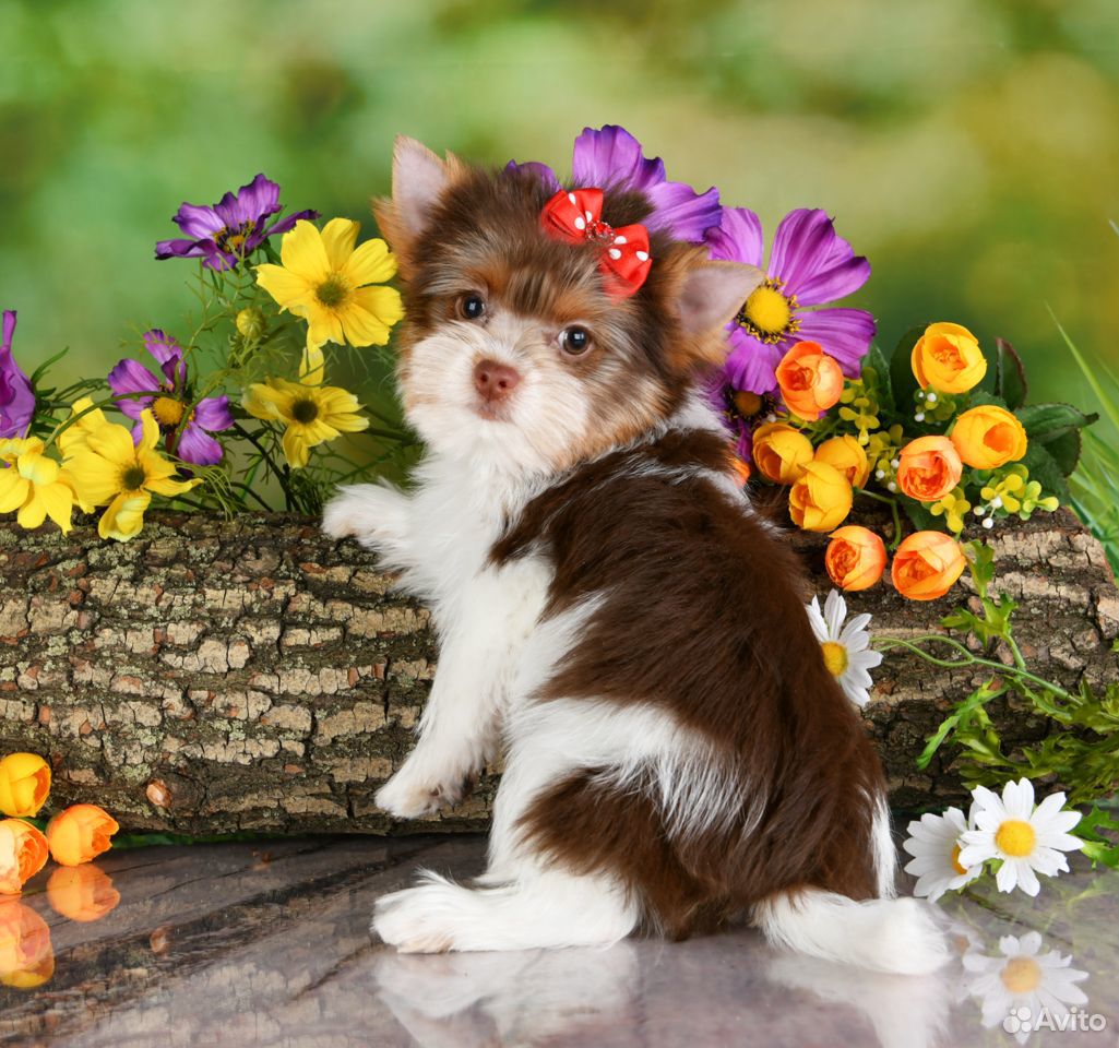 Красавчик мальчик биро