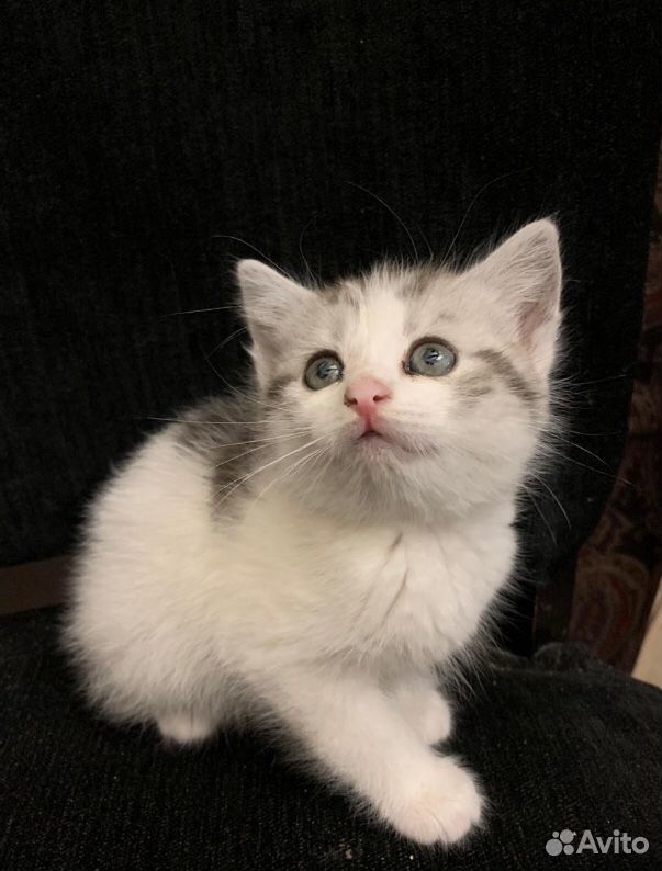 Котенок
