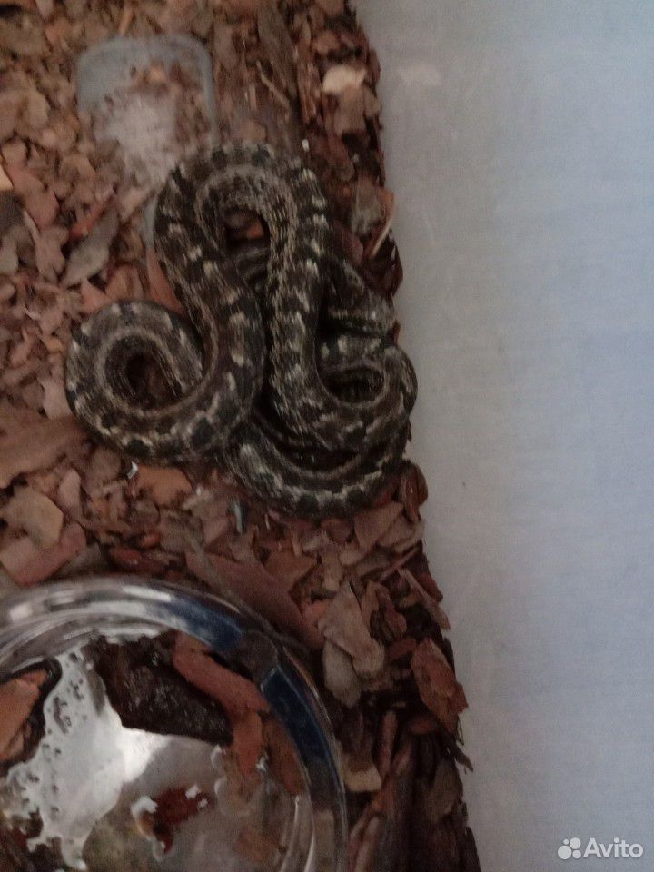 Узорчатый полоз, змея, рептилия