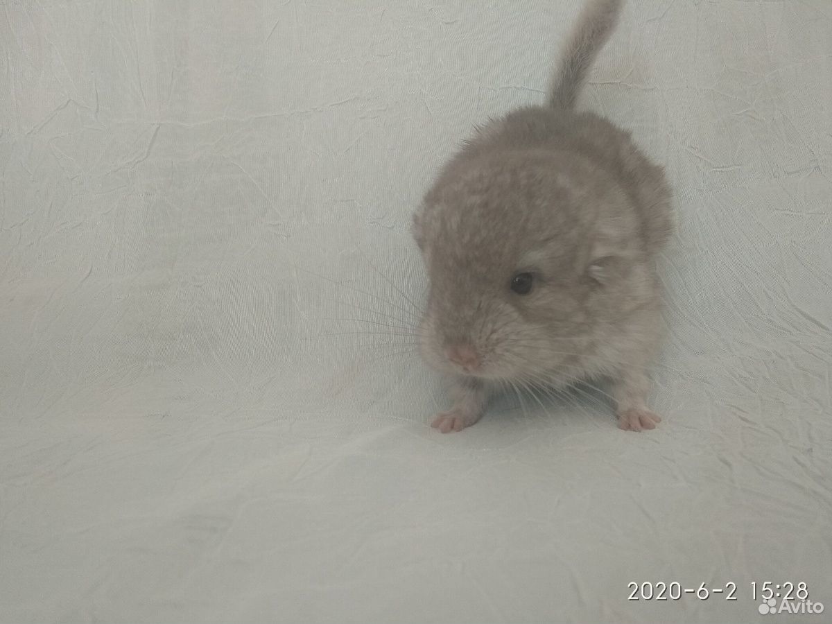 Шиншилла мальчик 3 мес
