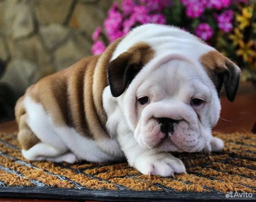 Английские бульдоги мальчики