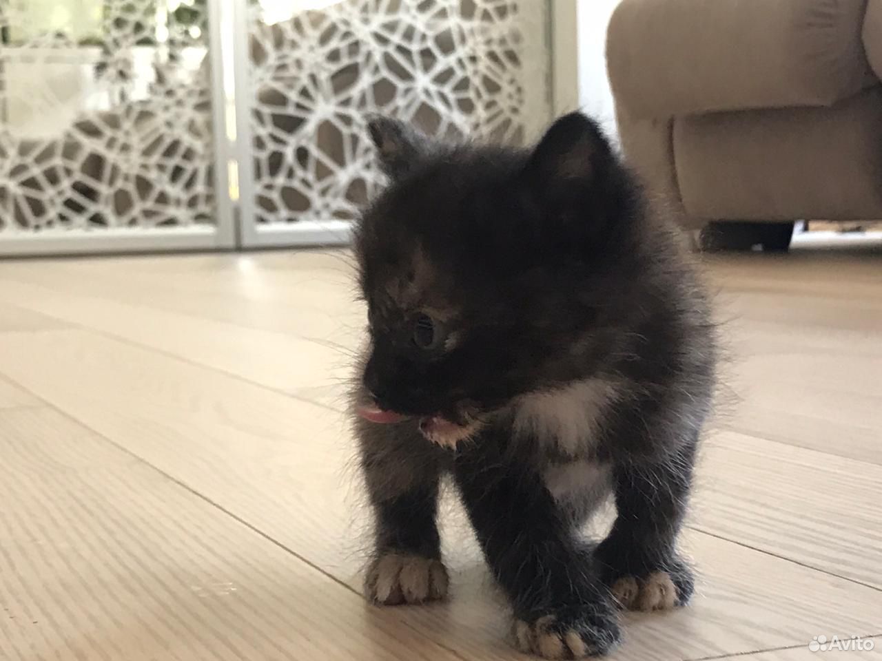 Кошка
