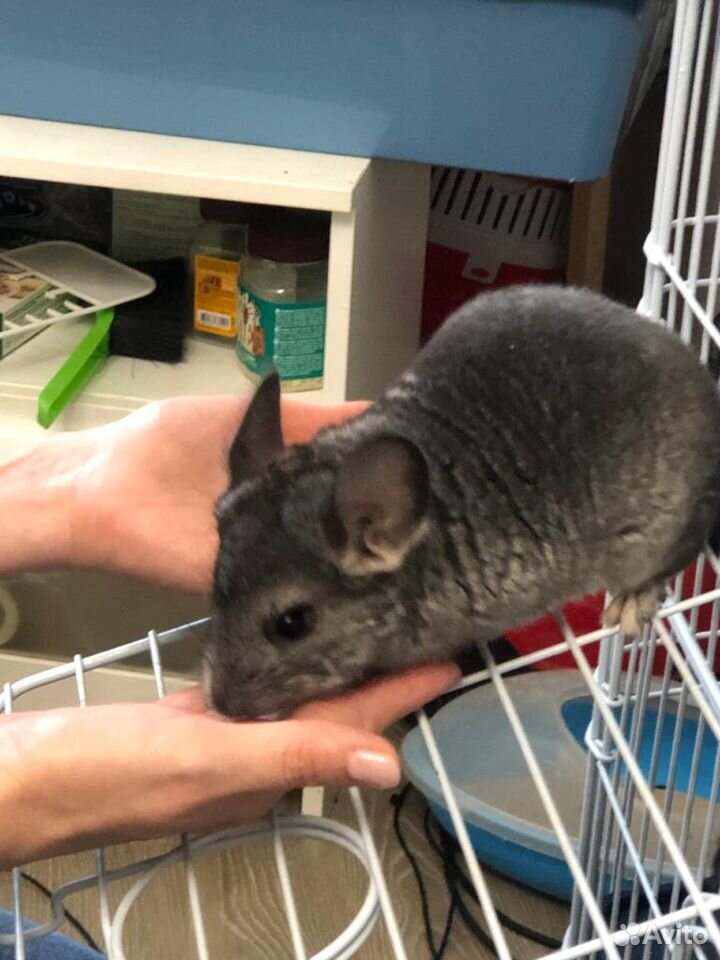 Шиншиллы. Возраст 2,5 месяца