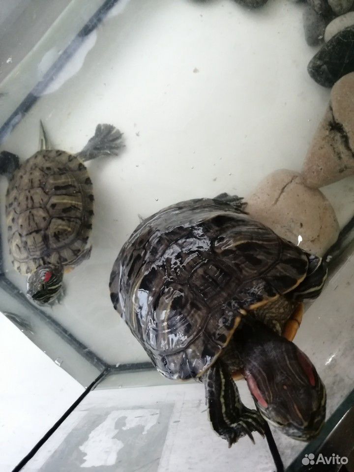 Черепаха красноухая