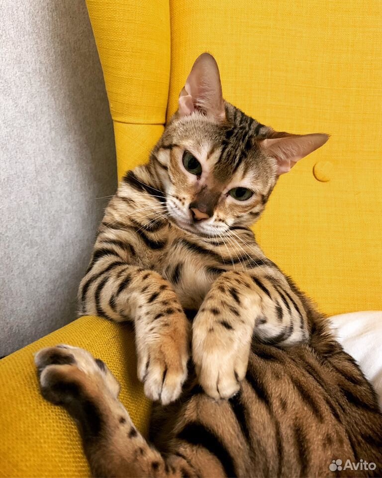 Бенгальская