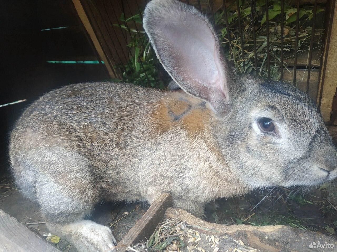 Кролики. Белые/Коричневые/Мальчики/Девочки