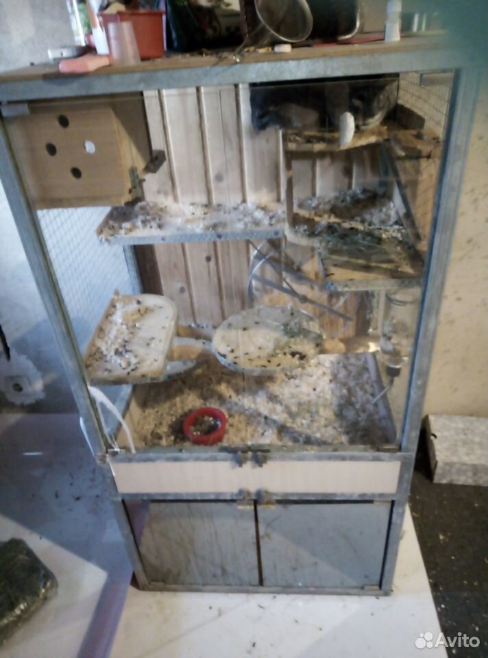 Продам шиншилл