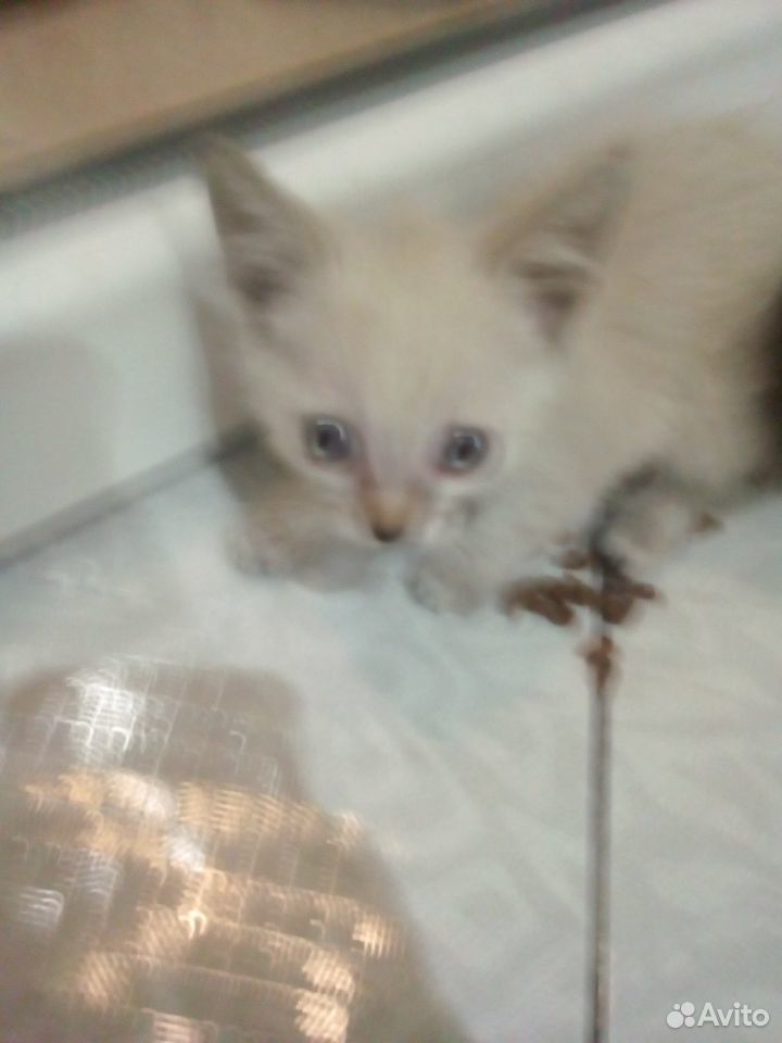 Продаётся котёнок.Порода:Марсианин,2 месяца. Краси