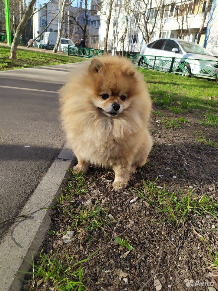 Случка, Померанский Шпиц, мальчик