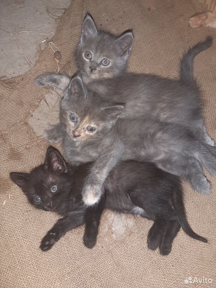 Три девочки красавицы ищут новый дом