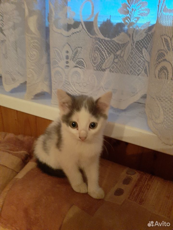 Отдам бесплатно котяток (кошечки) в добрые руки