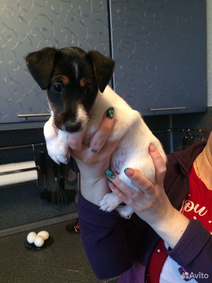 Продам щенка фокса