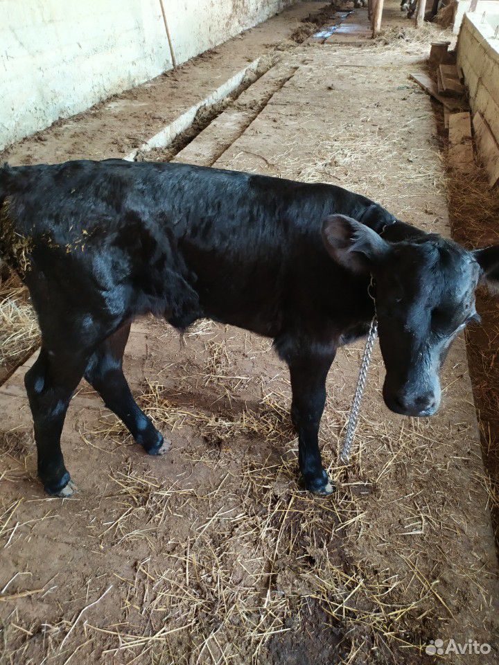 Недельные молочные телята бычок и тлочка