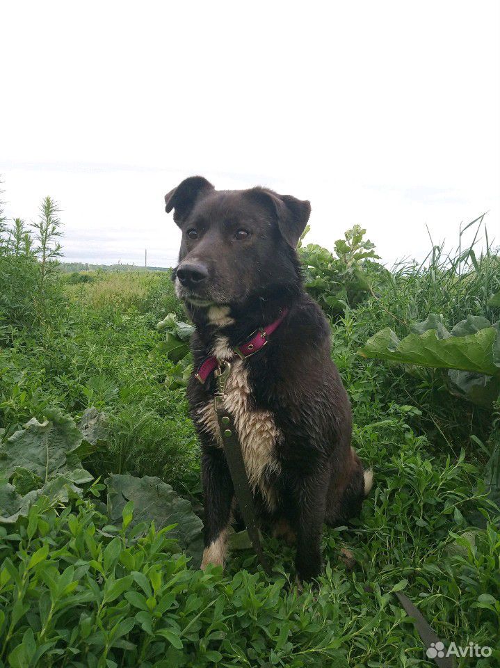 Илай ищет дом