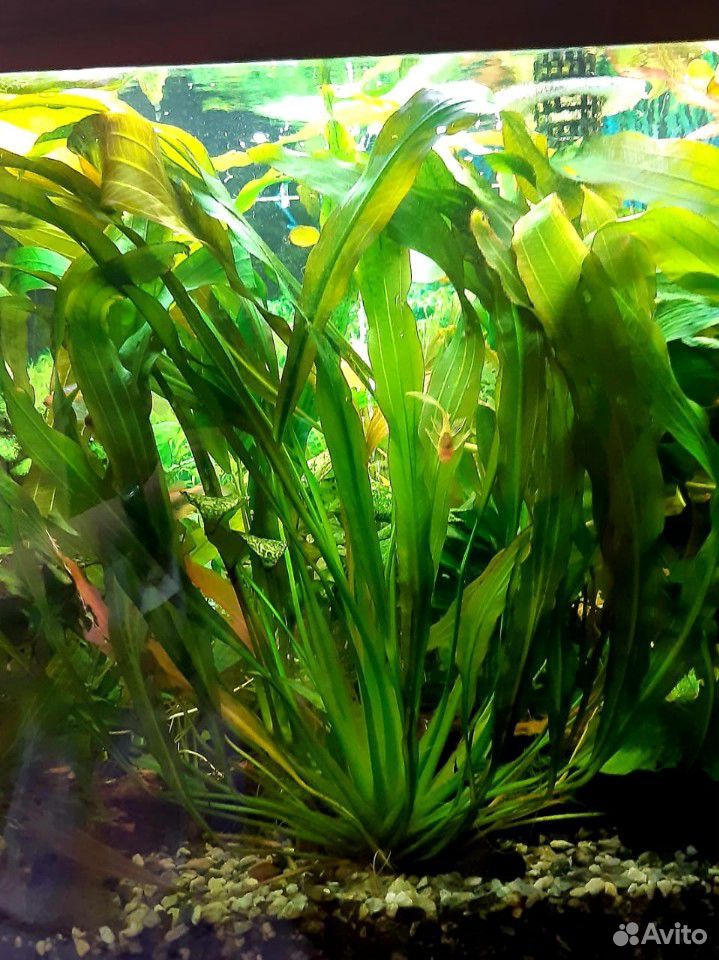 Аквариумное растение