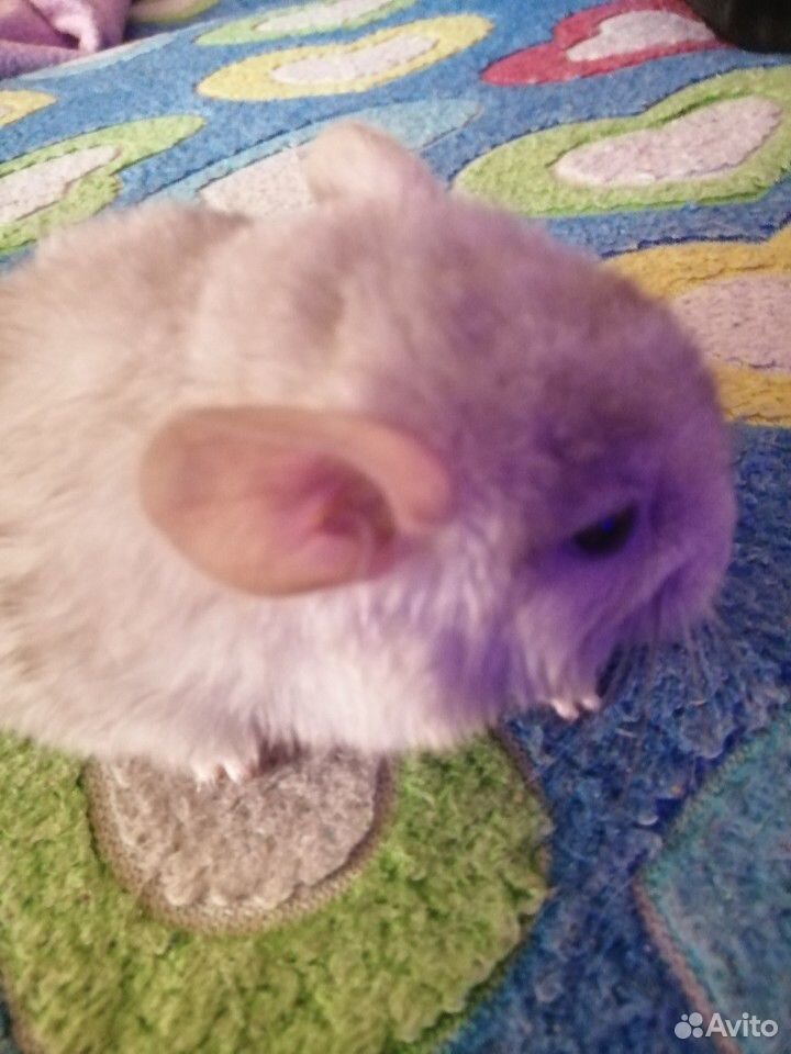 Шиншилл