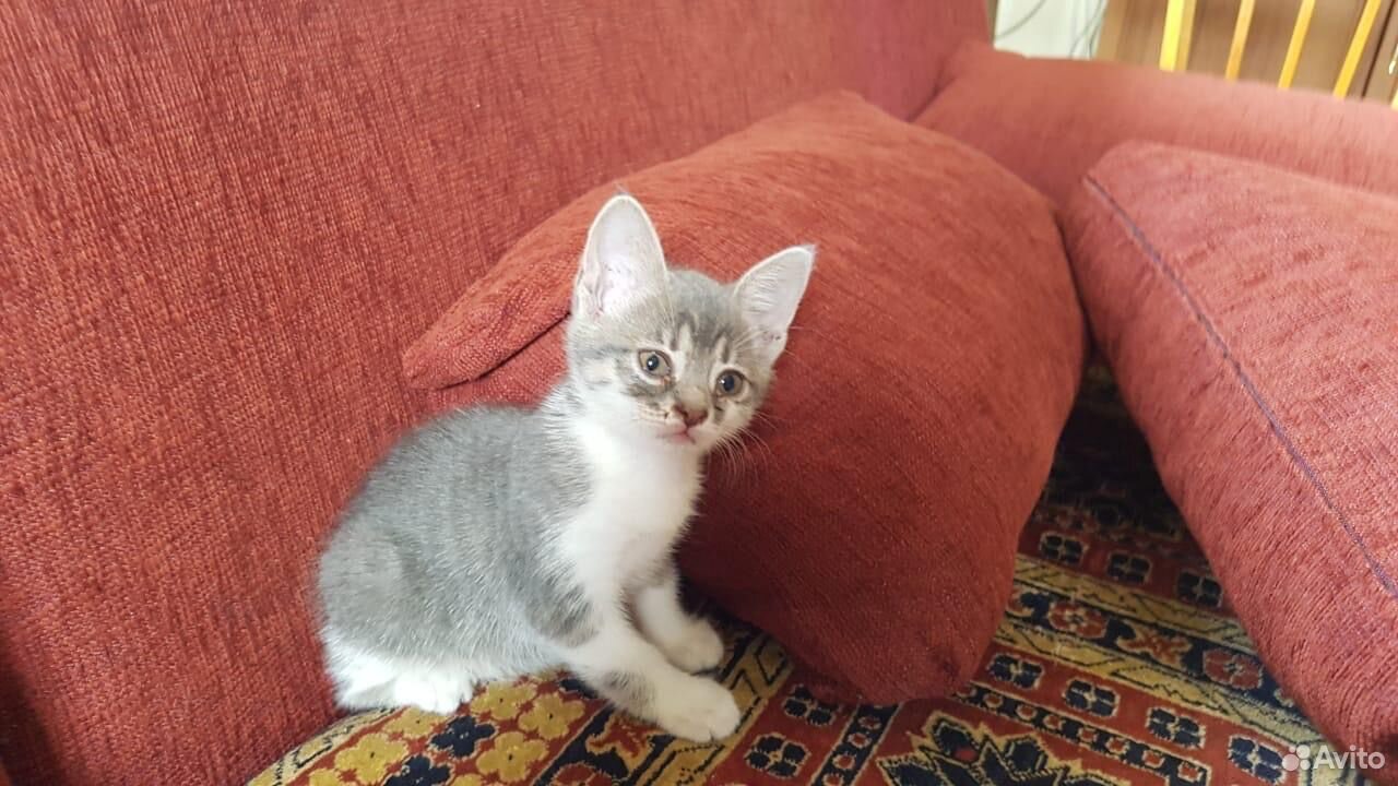 Котёнок с приданным