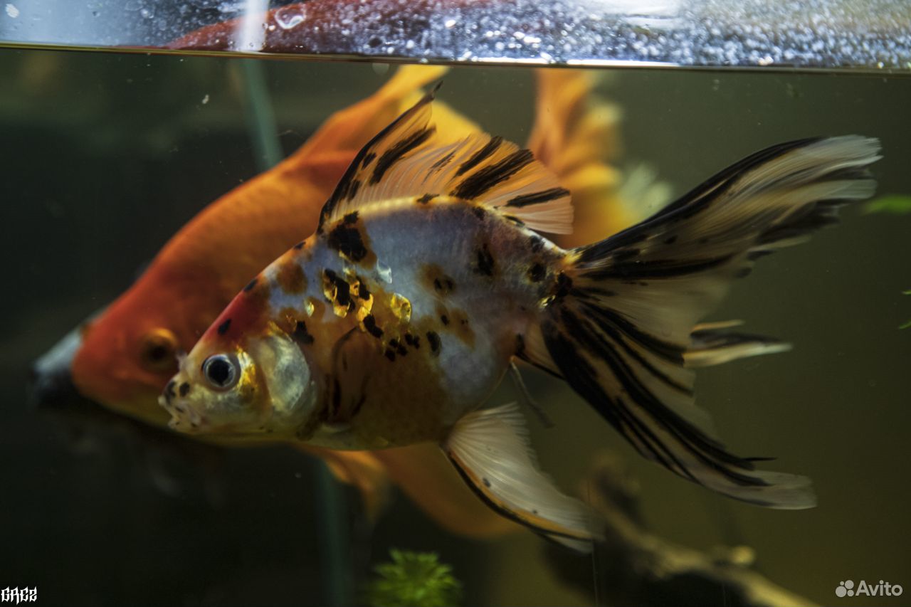 Золотые рыбки Кометы и Шубункин, Сом Птеригоплихт