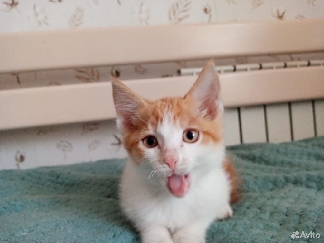 Солнечный Чудик -юдик