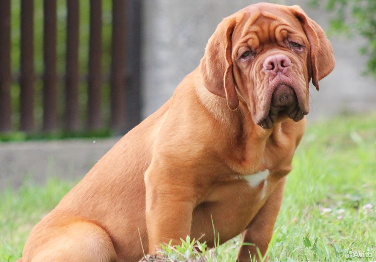 Девочка бордоского дога