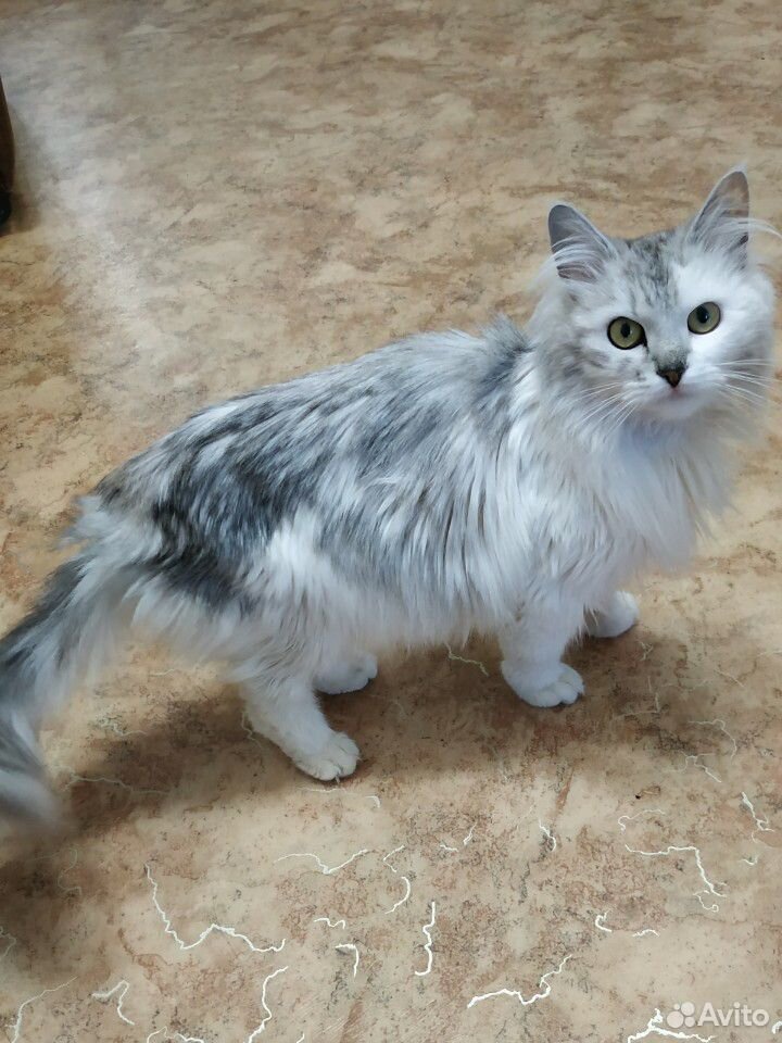 Костик в добрые руки