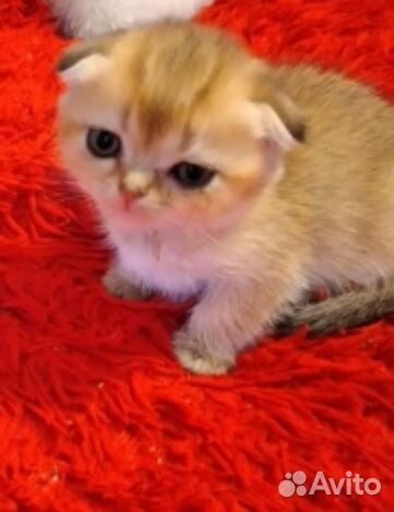 Шотландские чистокровные котята