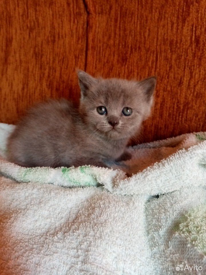 Шотландские котята