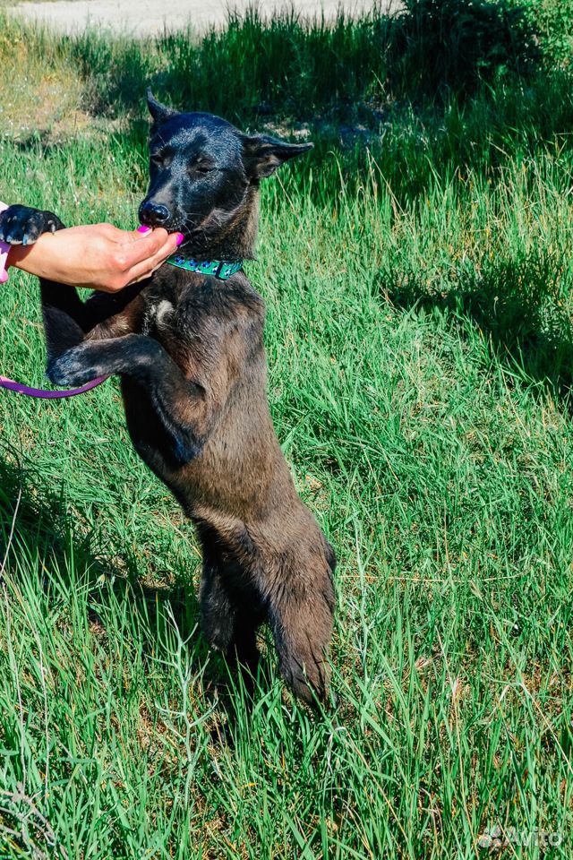 Ищет дом небольшой лучший друг-Коржик