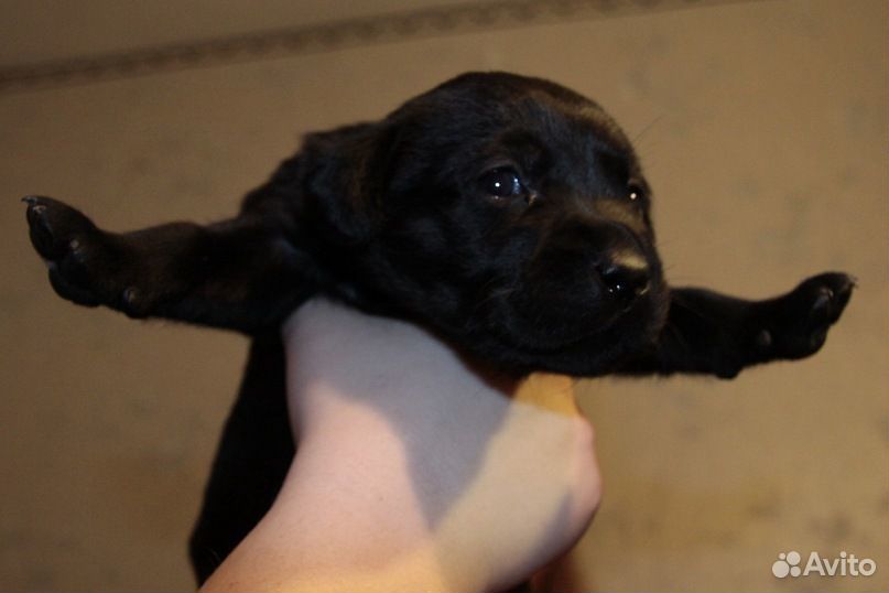 Продам очаровательную девчушку лабрадорчика