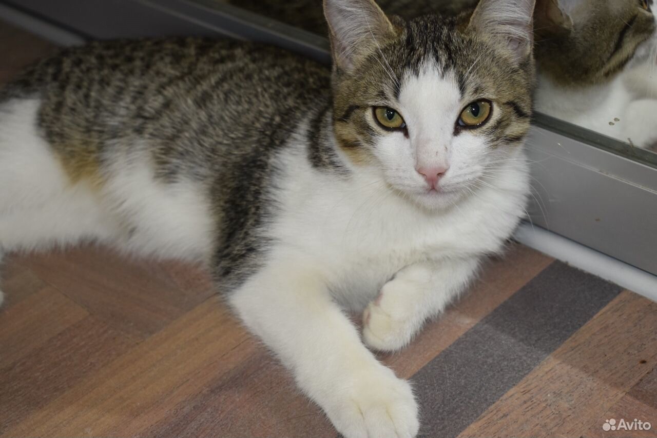 Котёнок Казанова ) Котик, котята, кот