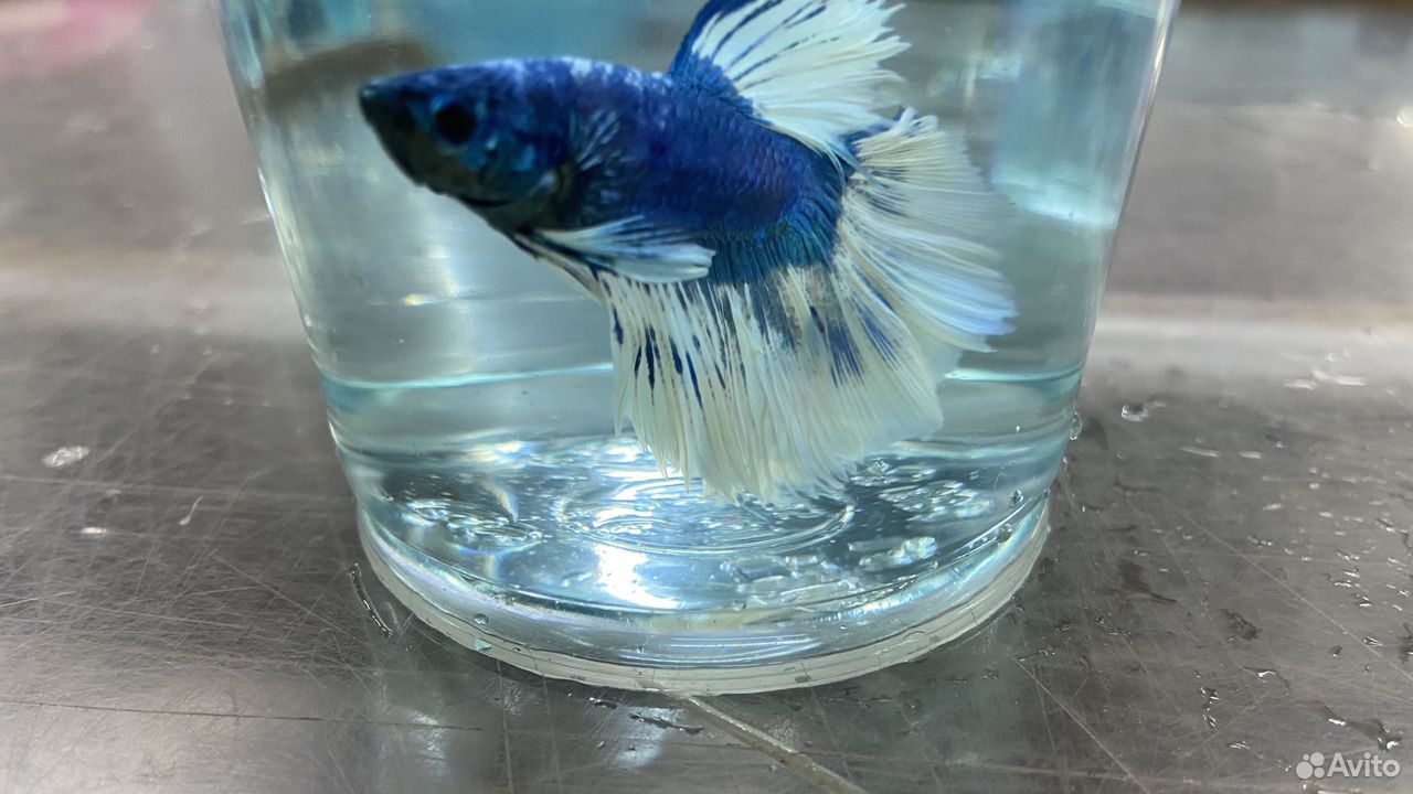 Петушок супердельта голубая лагуна