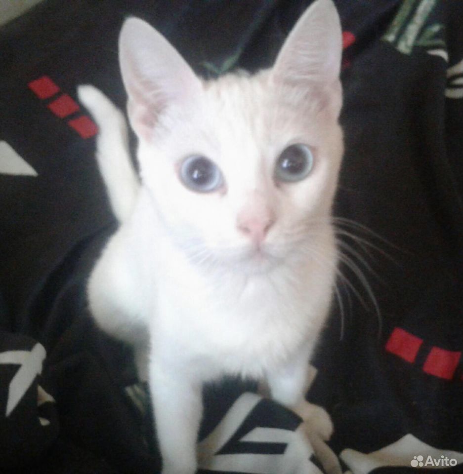 Белый котик