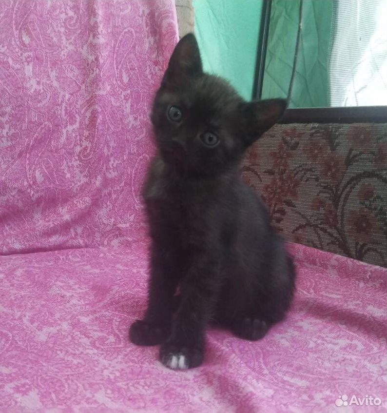 Котёнок Гав :)