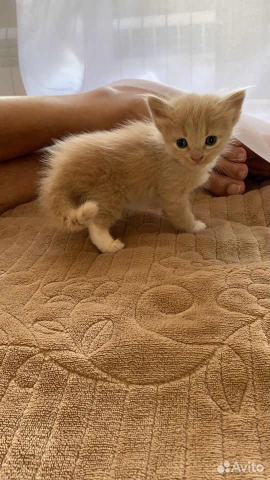 Котенок