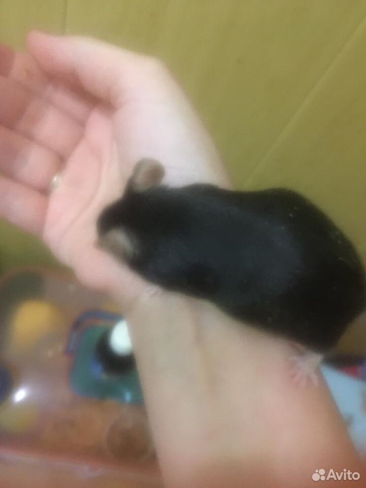 Кормовые и декоративные мыши