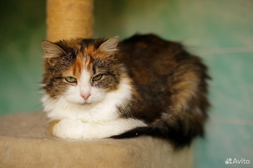 Кошечка Таффи в добрые руки