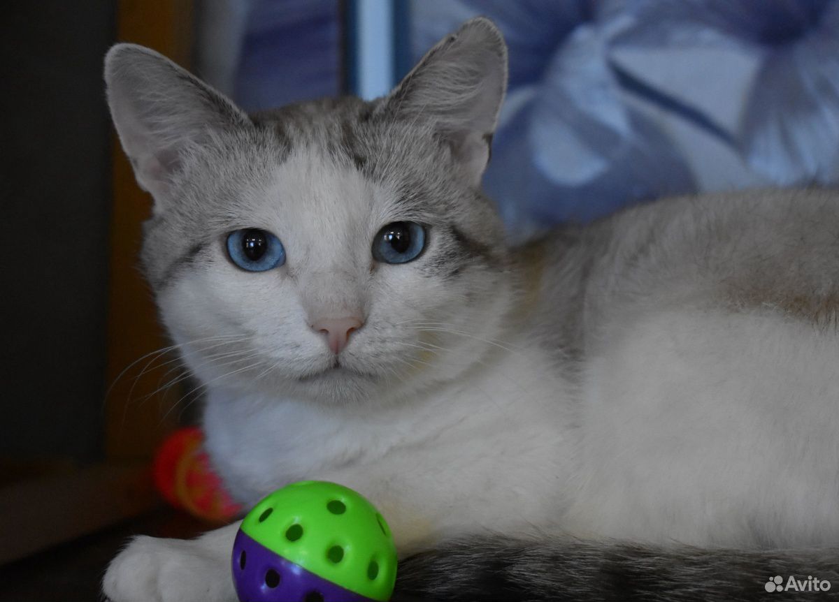 Очень ласковый и нежный котик Сеня